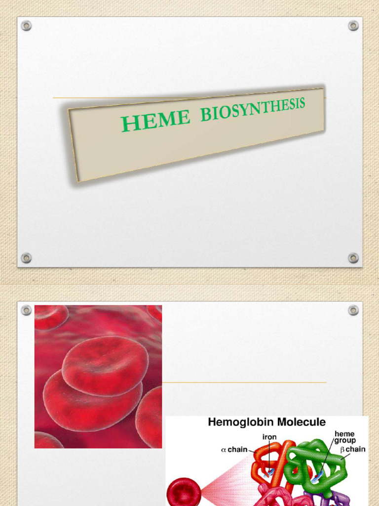 Heme Biosyntesis Pdf Porphyrin Biosynthesis