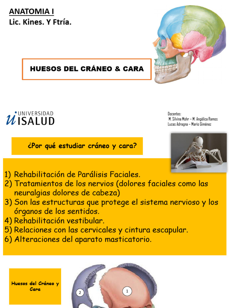 Cráneo y Cara_Osteología | PDF | Cráneo | Anatomía