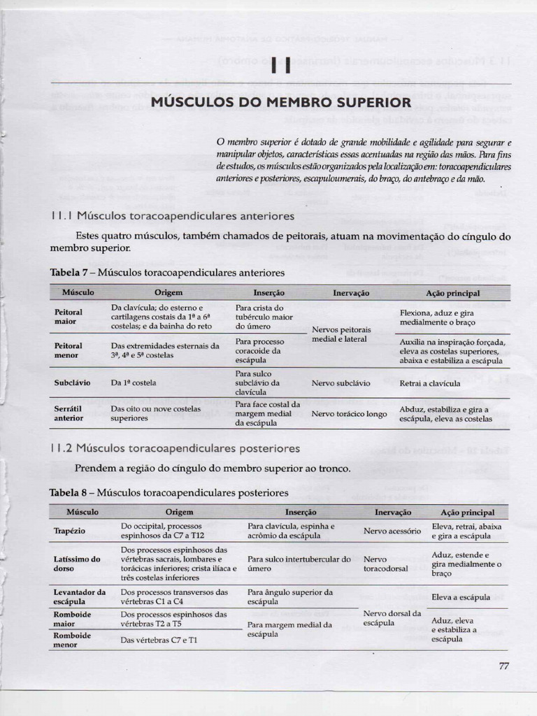 CAP 11- Músculos do Membro Superior | PDF