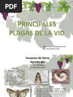Brevipalpus Chilensis | PDF | Plantas | Naturaleza