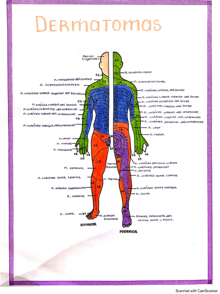 Dermatomas 1 | PDF