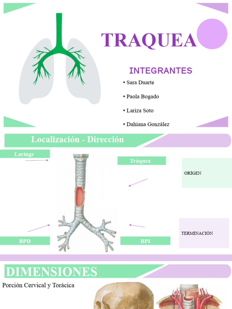 Tráquea | PDF | Pulmón | Anatomía