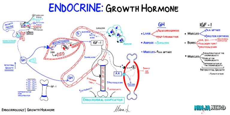 Endocrine Physiology) 6. Growth Hormone - Key | PDF | Growth Hormone | Bone