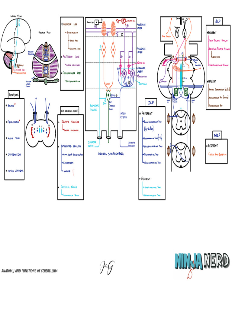 Neurology Physiology 19 Brain Anatomy and Functions of Cerebellum | PDF
