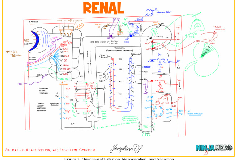 Page From 292 Renal Physiology Filtration, Reabsorption, and Secretion ... Page From 292 Renal Physiology Filtration, Reabsorption, and Secretion ...