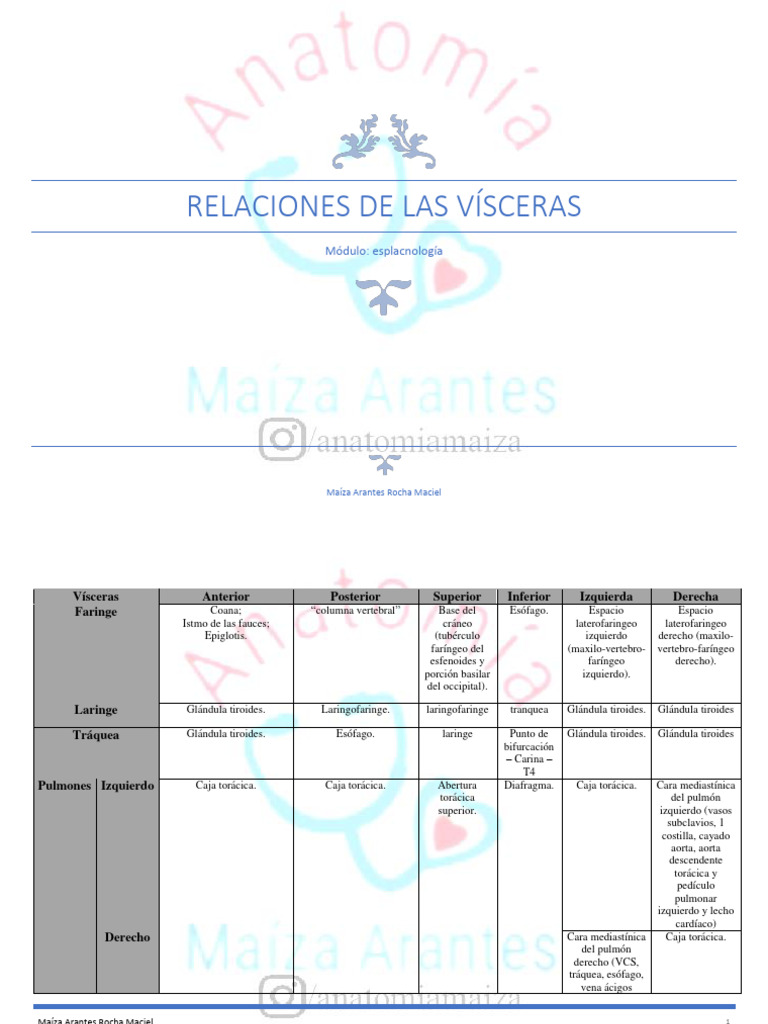 Relaciones Visceras | PDF | Abdomen | Intestino grueso