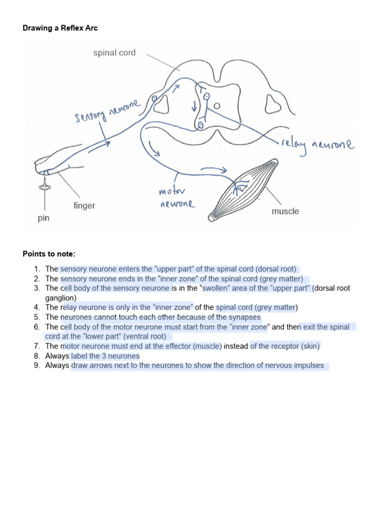 Reflex Arc Diagram Instructions | PDF | Foreign Language Studies | Art