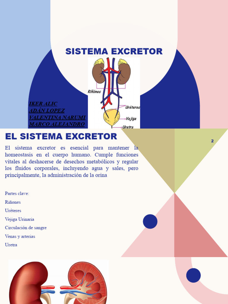 Sistema Excretor BIOLOGÍA 4TO Sem. | PDF | Riñón | Sistema urinario