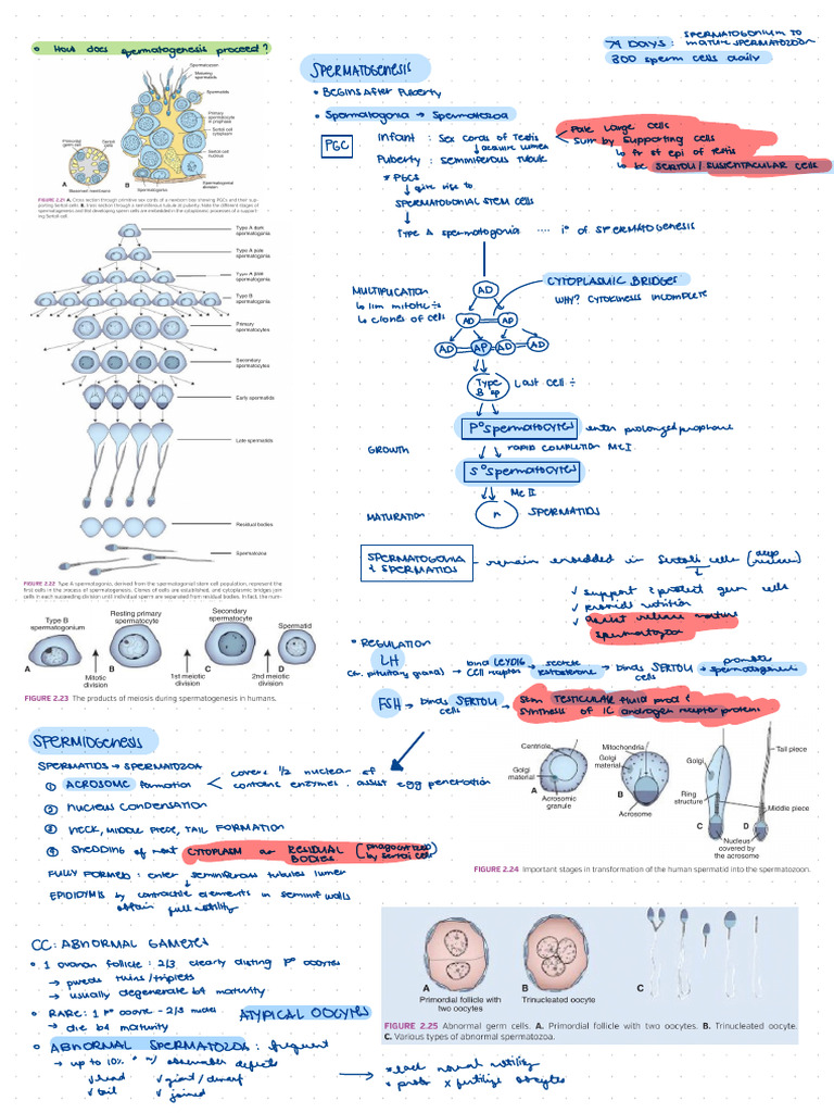 Male Reproductive Cell Development | PDF | Reproductive System | Cell Biology
