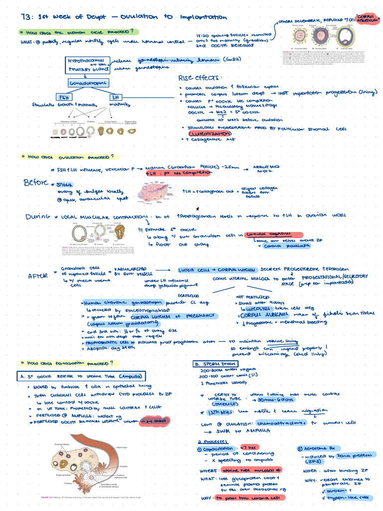 Ovulation and Implantation Process | PDF | Female Mammals ...