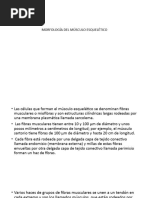 Estructura y función de los miocitos | PDF | Músculo | Biología Celular