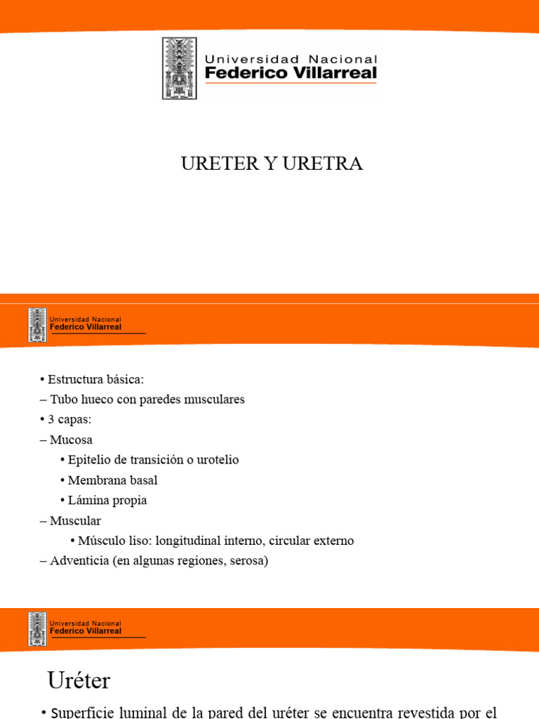 Sistema Urinario Histologia | PDF