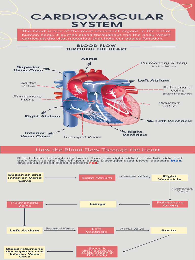 Cardiovascular System Infographics | PDF | Heart Valve | Atrium (Heart)