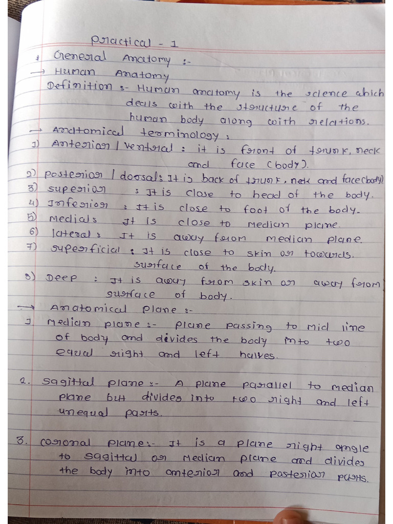 Anatomy practical | PDF