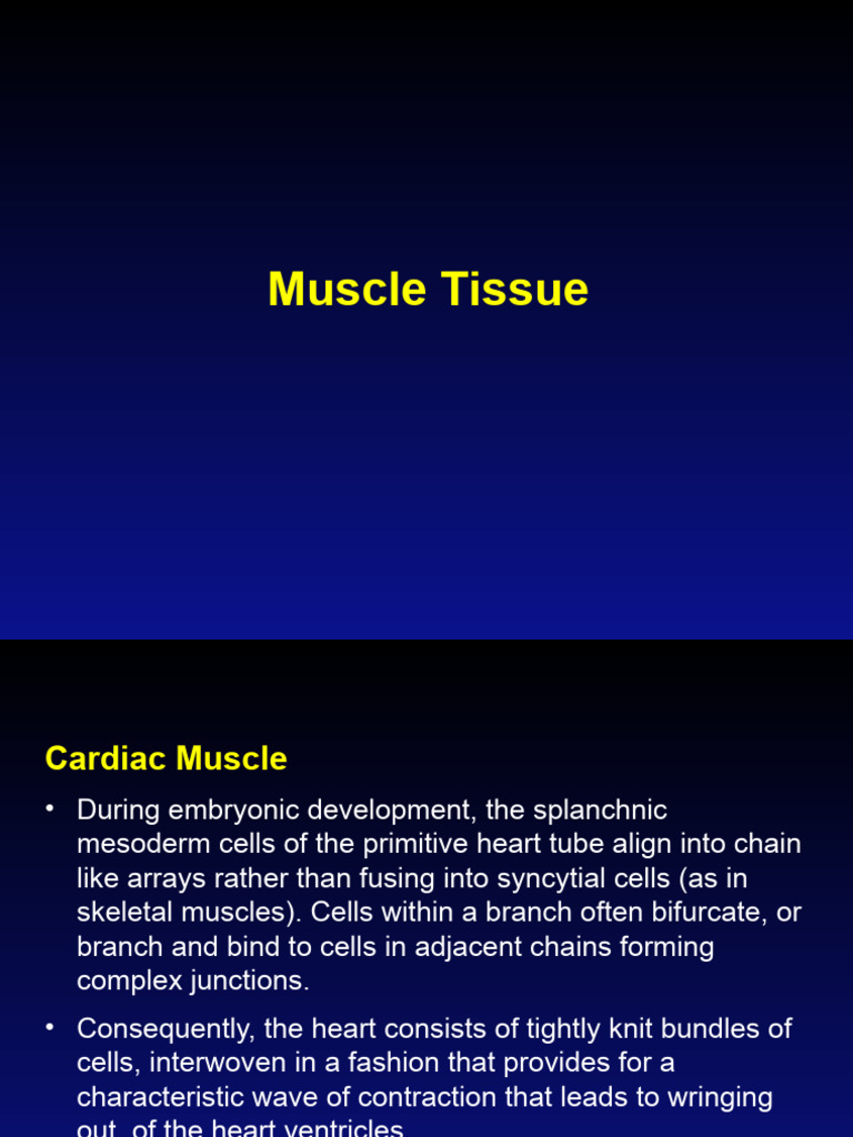 Histochapter 10 B Muscle | PDF | Muscle | Cardiac Muscle