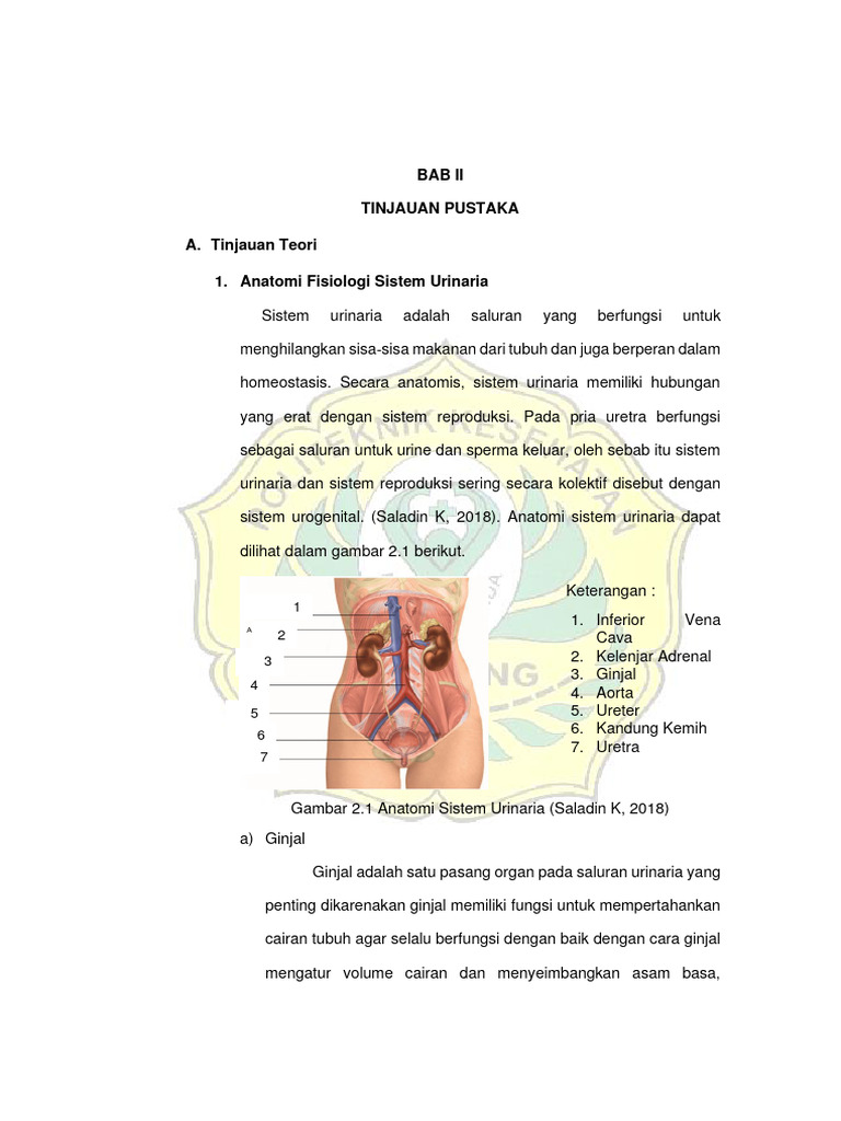 Anatomi Sistem Urinaria dan Nefrolithiasis | PDF