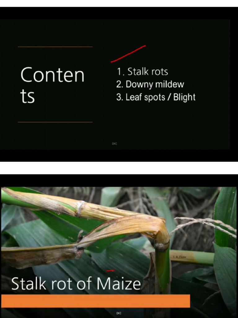 Diseases of Maize | PDF