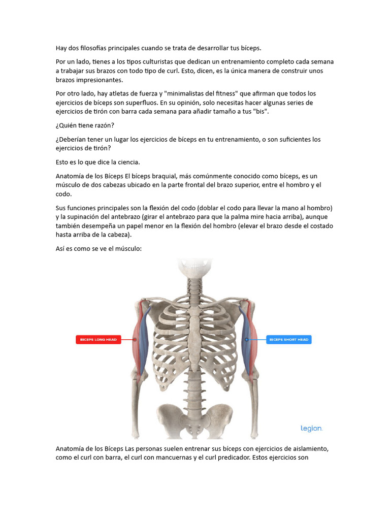 Ejercicios Efectivos para Bíceps: Ciencia y Debate | PDF | Codo