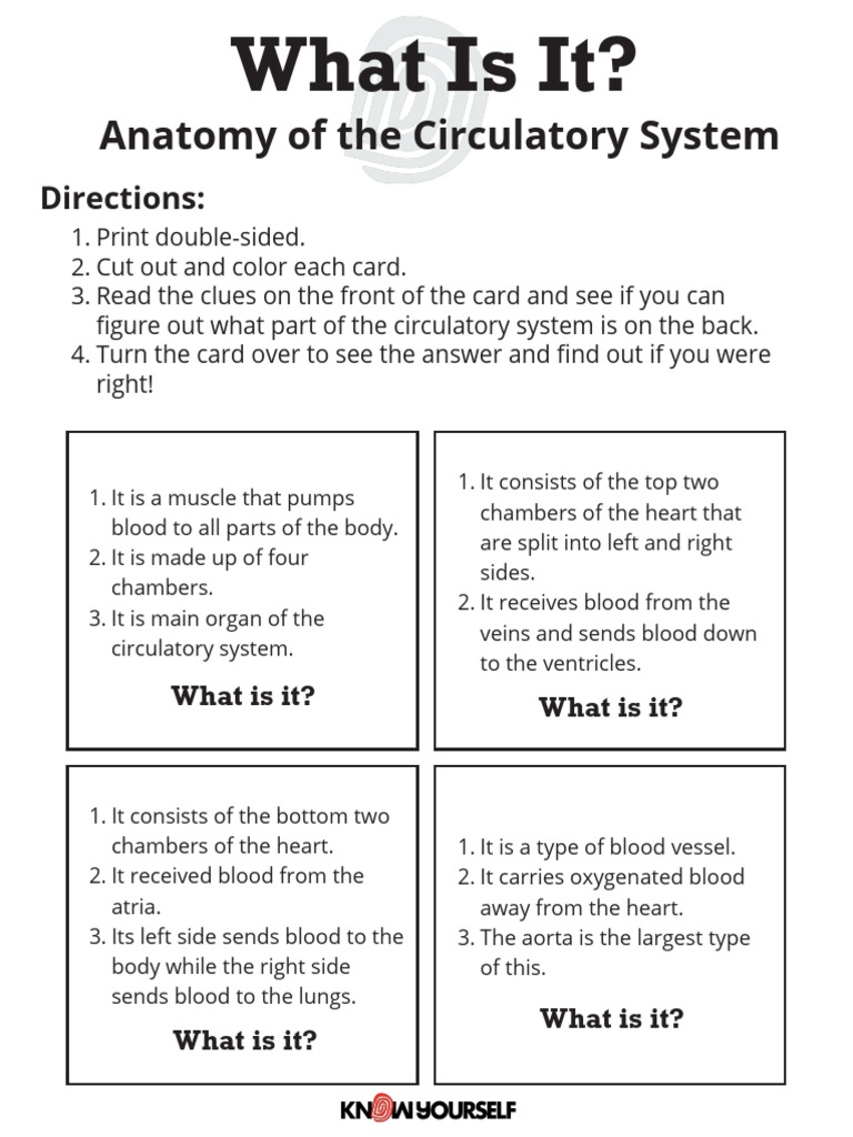 Circulatory System Cards | PDF | Heart | Blood