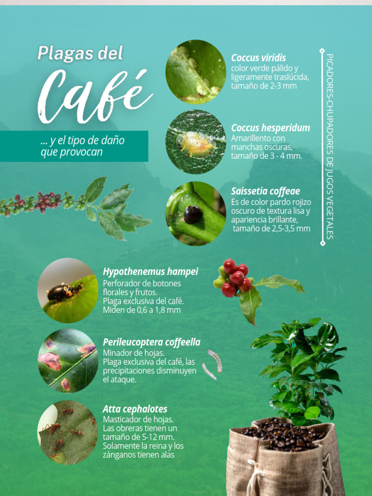 Plagas Del Café | PDF