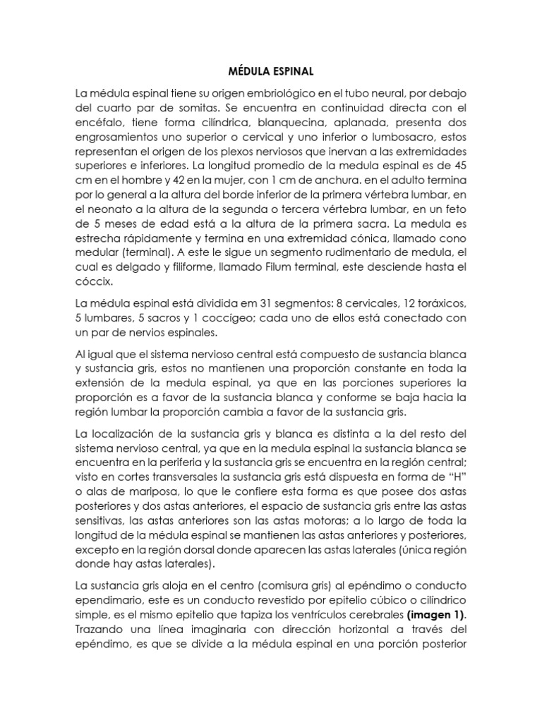 Resumen Medula Espinal, Meninges, Plexo Coroideo y Cerebelo | PDF ... Resumen Medula Espinal, Meninges, Plexo Coroideo y Cerebelo | PDF ...