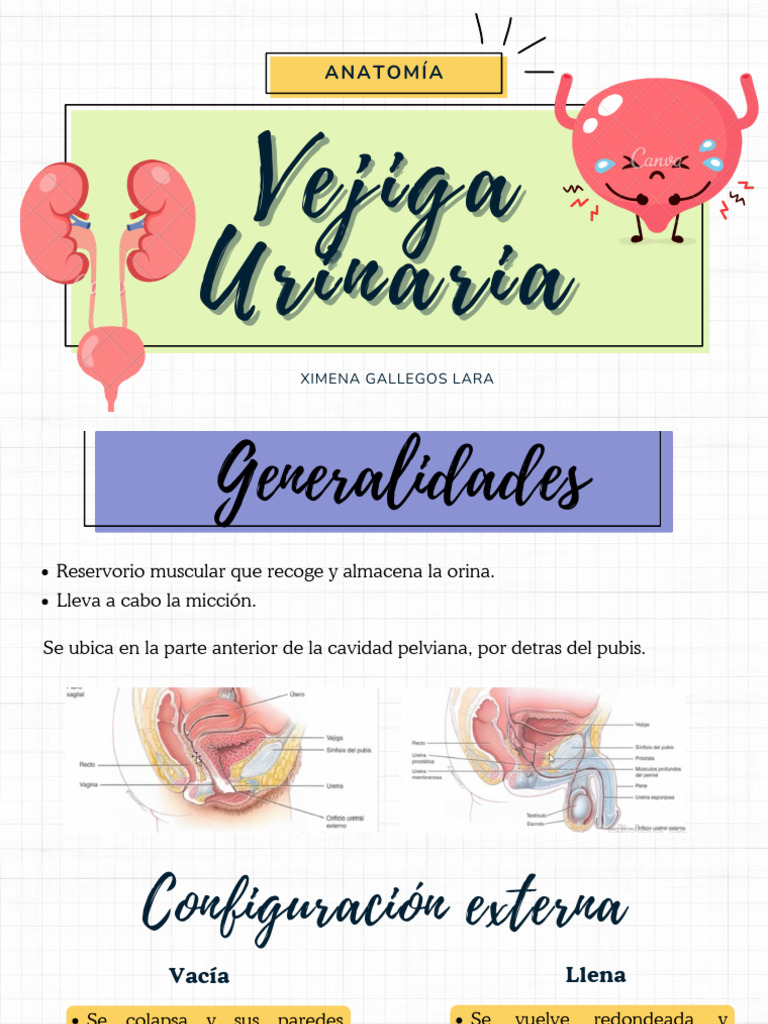 Anatomía de la vejiga urinaria | PDF | Órgano (anatomía) | Sistema ...