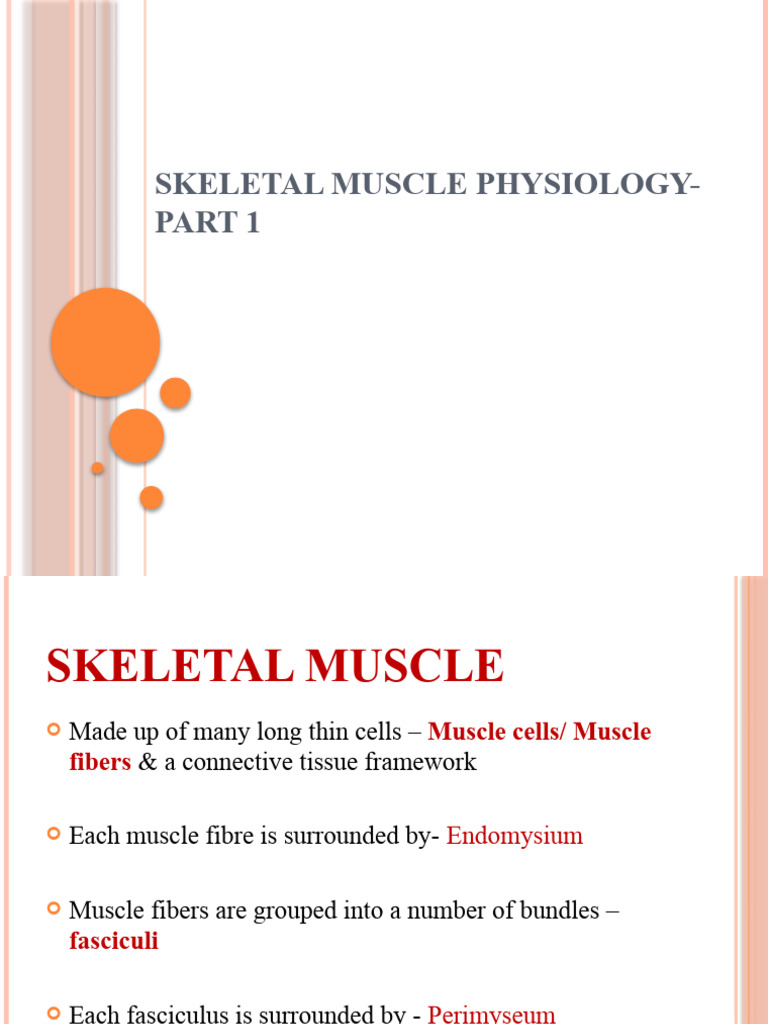Skeletal Muscle - 1 Mbbs-1 | PDF | Muscle Contraction | Actin