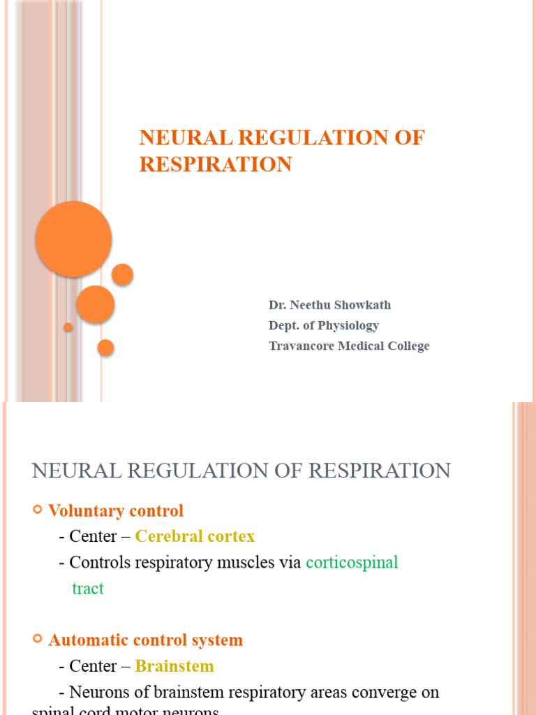 Neural Regulation of Respiration | PDF | Lung | Vagus Nerve