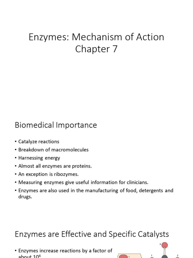 Chapter 7 Enzymes MOA | Download Free PDF | Cofactor (Biochemistry) | Enzyme