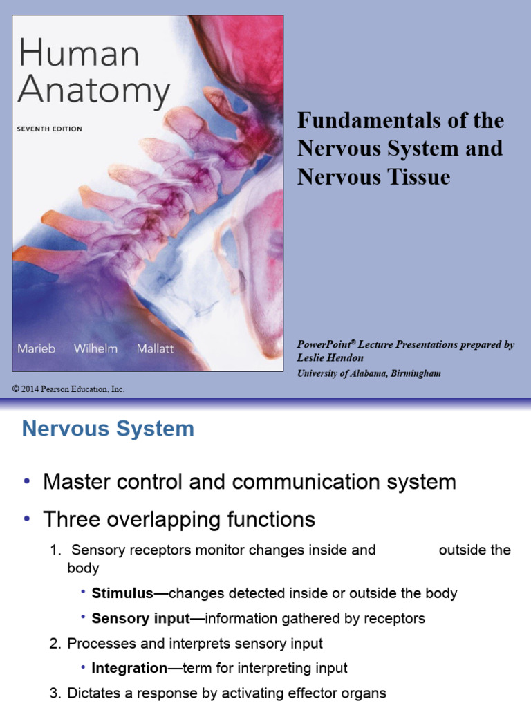 LectureINervous System Intro | PDF | Motor Neuron | Axon