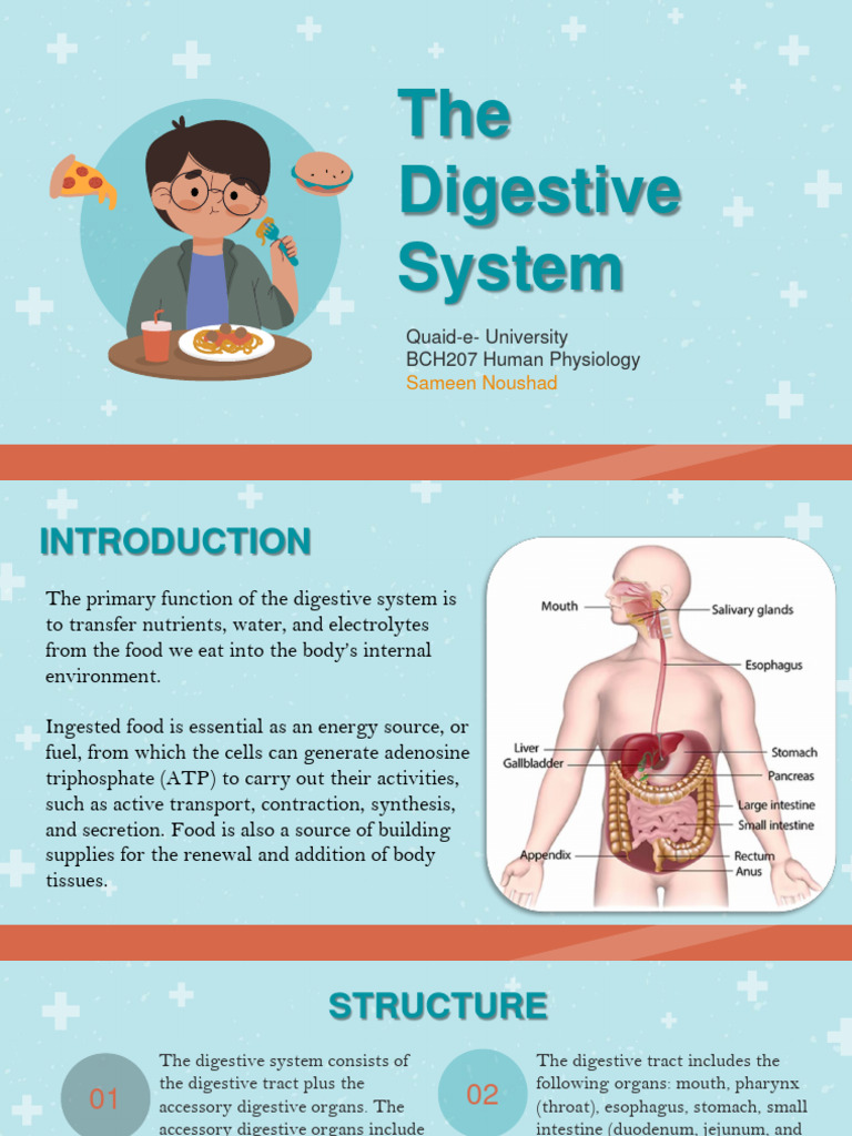 The Digestive System | PDF | Human Digestive System | Stomach