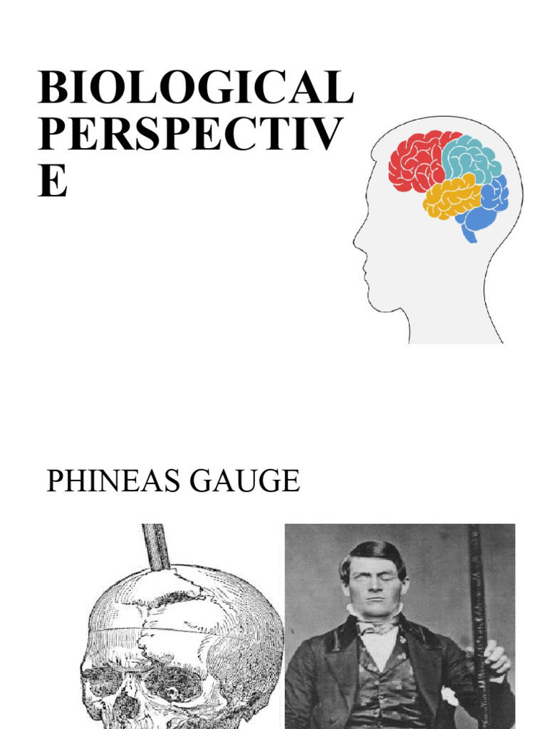 Chapter 2 The Biological Perspective | Download Free PDF ...