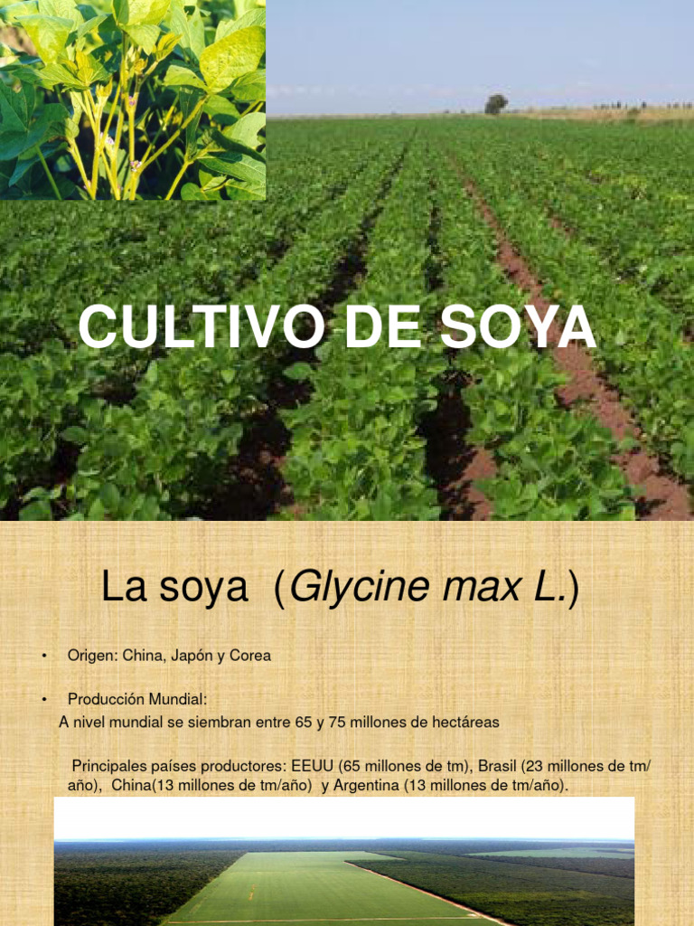 Cultivo de Soya | PDF | Haba de soja | Siembra