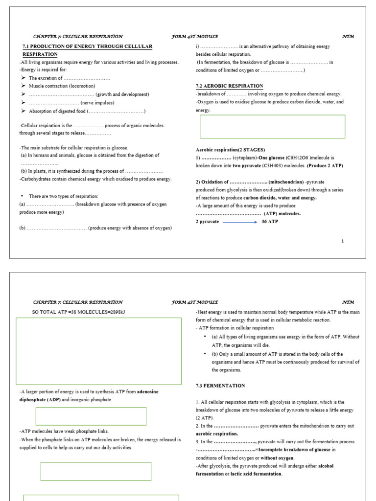 Chapter 7 Cellular Respiration Notes-Students 2024 | PDF | Cellular ...