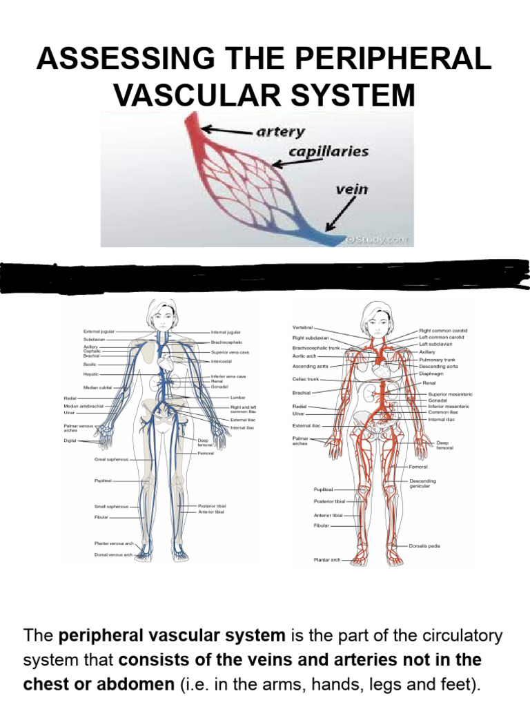 Assessing The Peripheral Vascular System, Breast, Axillae | PDF ...