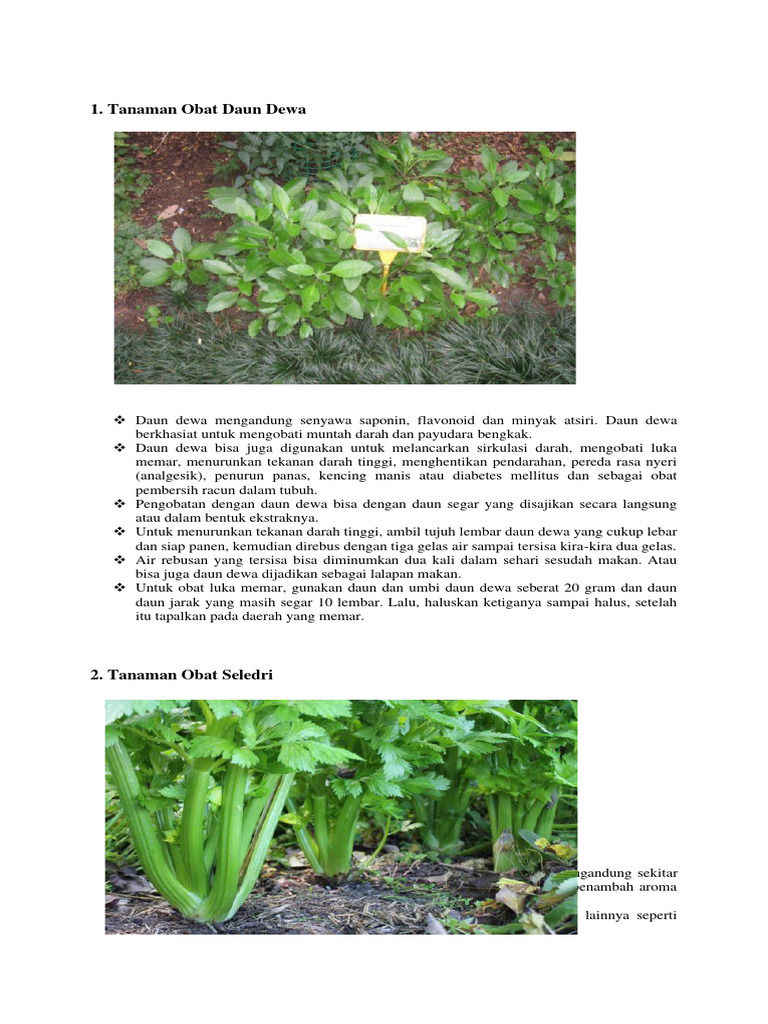 Jenis Toga 1 | PDF | Kesehatan Holistik | Gaya Hidup