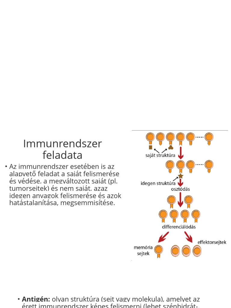 Immunrendszer | PDF