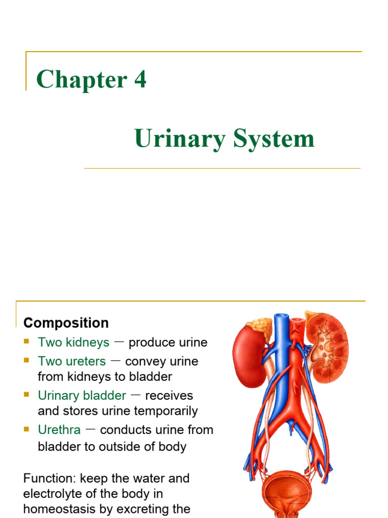 6. Urinary System | Download Free PDF | Kidney | Pelvis
