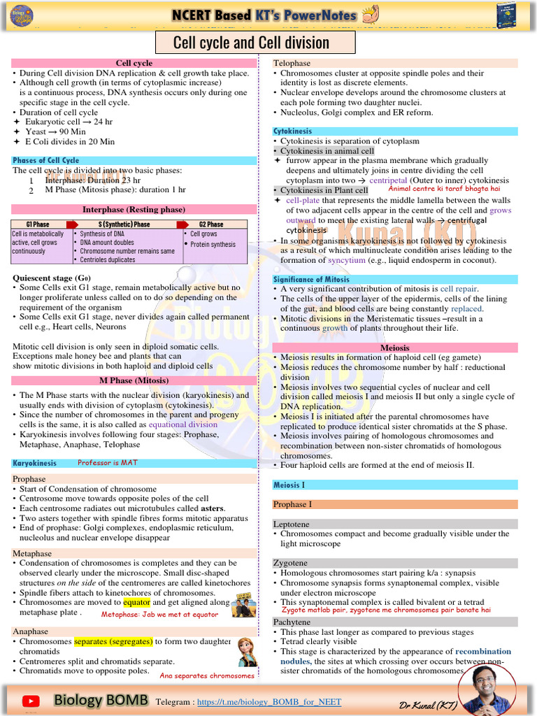 Cell Cycle and Division Overview | PDF | Meiosis | Mitosis