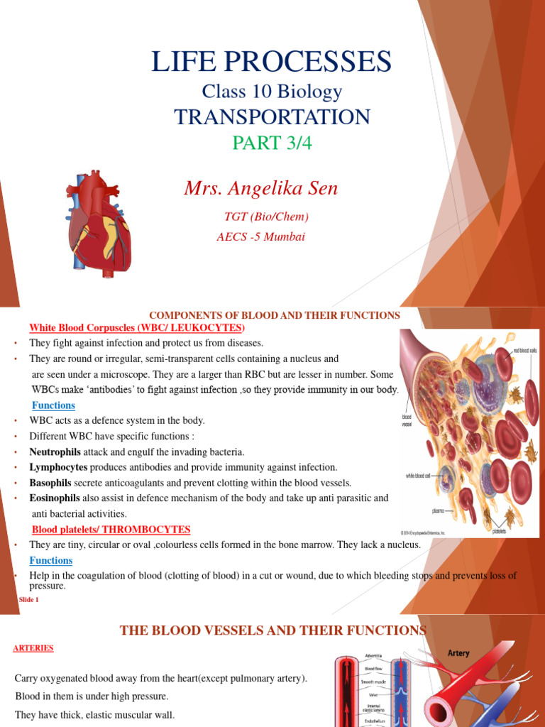 X Life Processes Transportation Module 3 of 4 | PDF | Lymph | Lymphatic ...