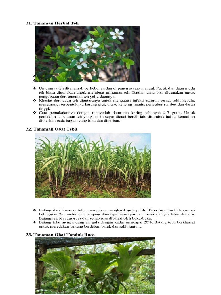 Jenis Toga 7 | PDF | Kesehatan Holistik | Sains & Matematika