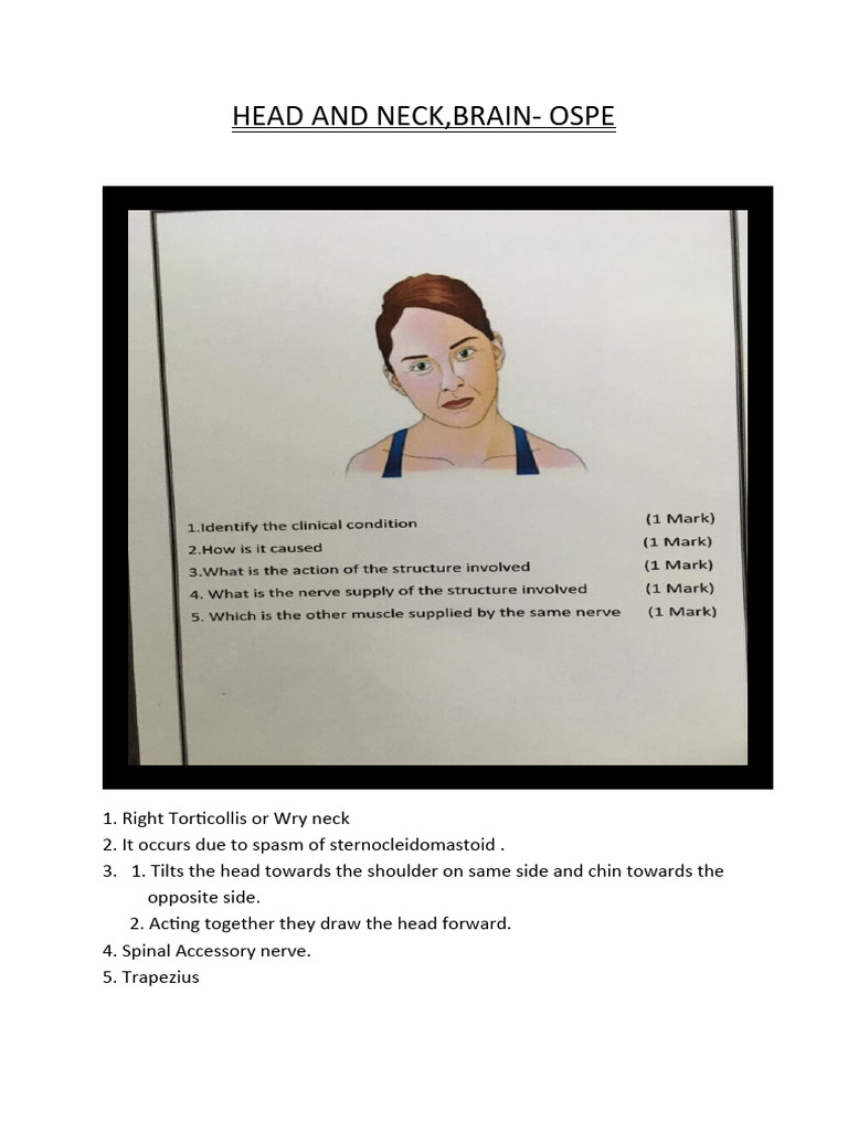 4.Head and Neck + Neuroanatomy - OSPE | PDF | Human Head And Neck ...