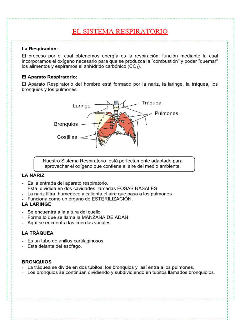 Sistema Respiratorio | PDF | Sistema respiratorio | Pulmón