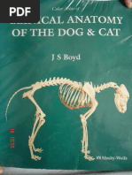 Dog Anatomy and Dissection Guide | PDF