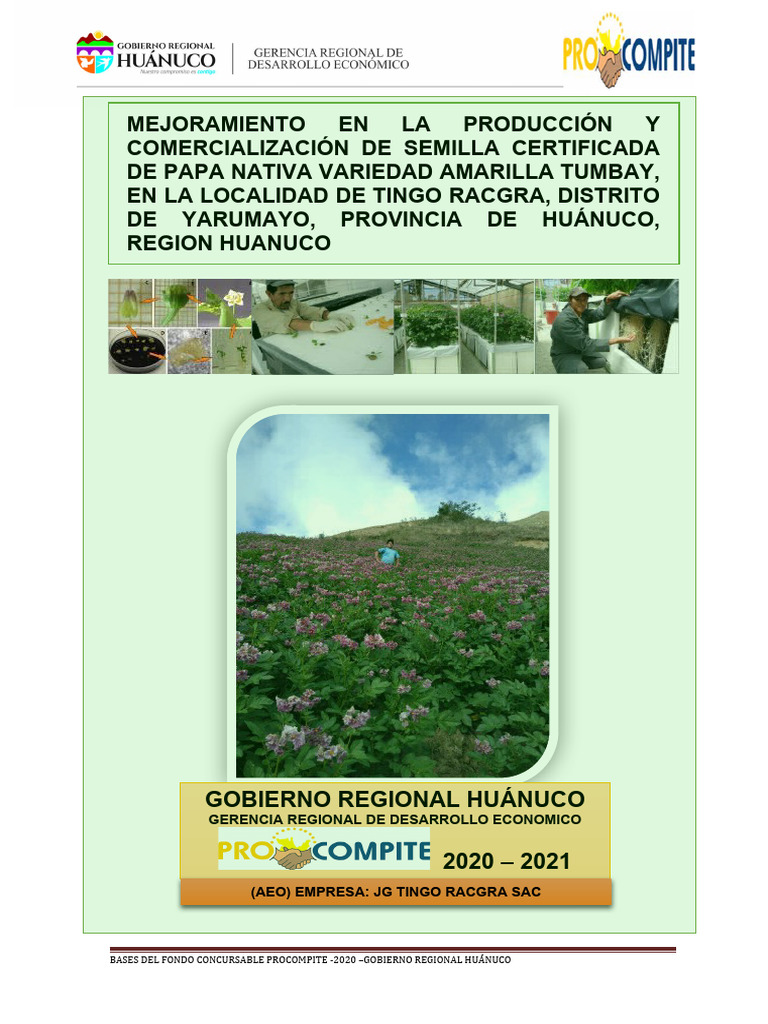 Producción de Semilla de Papa Tumbay | PDF | Agricultura | Patata