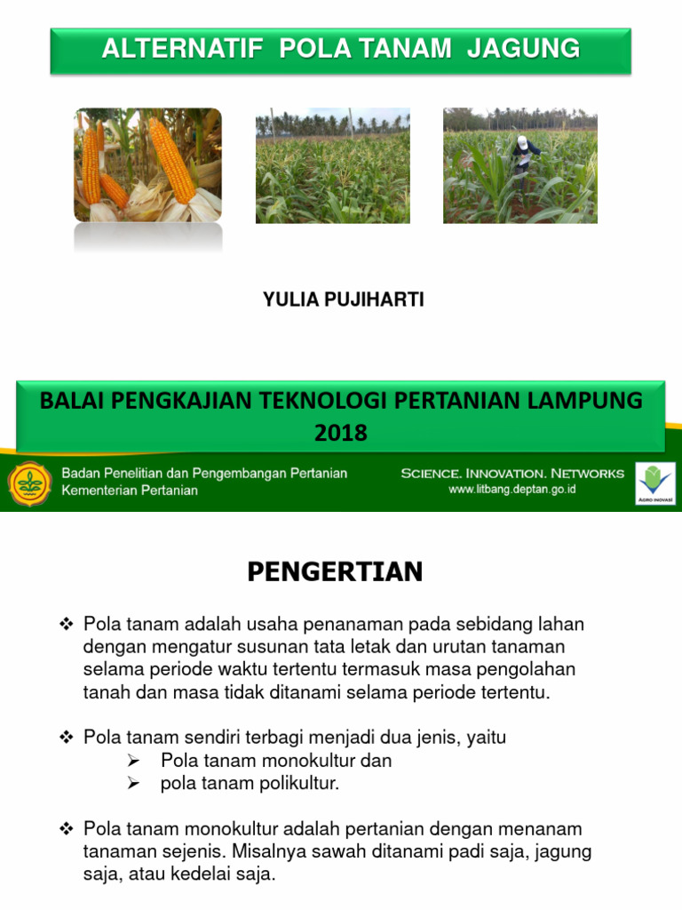 Pola Tanam Jagung: Monokultur dan Polikultur | PDF