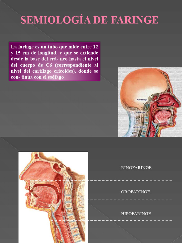 Anatomía y Semiología de la Faringe | PDF | Otorrinolaringología ...