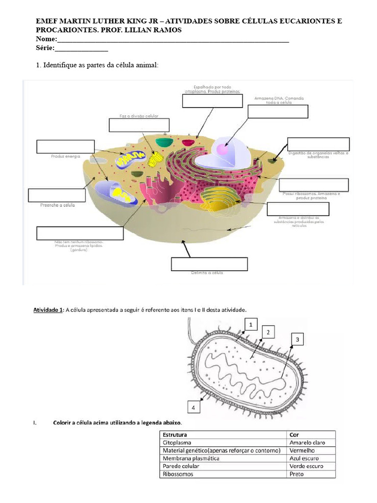 ATIVIDADE CÉLULA | PDF
