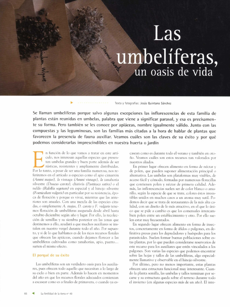 Umbeliferas | PDF | Mosca | Coccinellidae