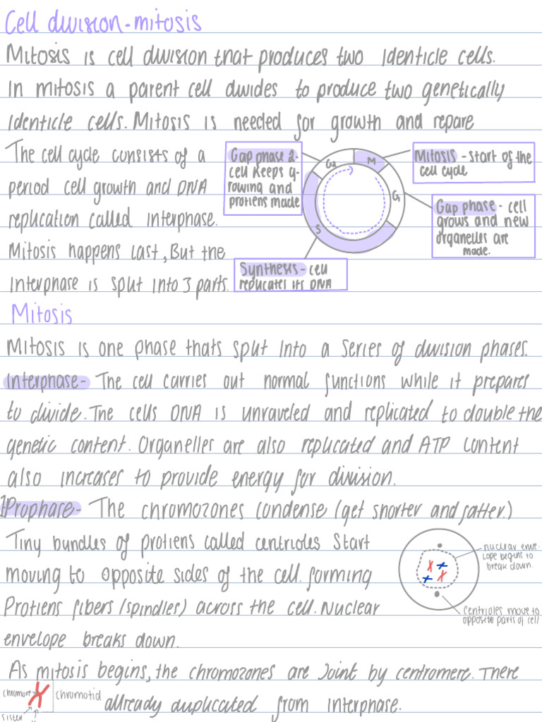 Mitosis | PDF | Mitosis | Cell Cycle